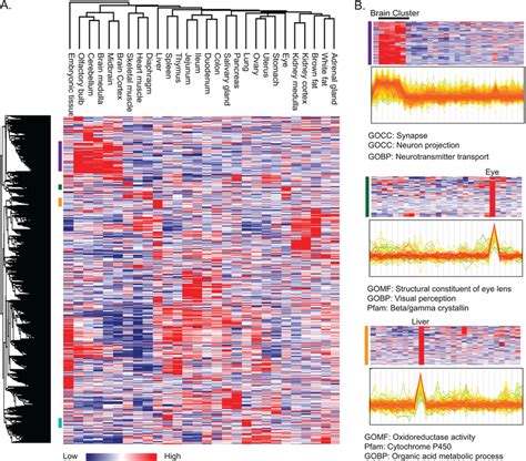 Unsupervised Clustering Of Mouse Tissue Proteomes A Hierarchical Download Scientific Diagram