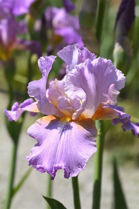 Tall Bearded Iris Lorri Stock Photo Image Of Orange