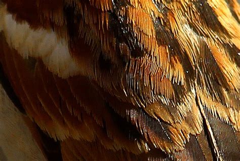 Plumage Wikiwand