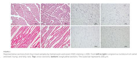 Lipid Analysis Of Meat From Bactrian Camel Camelus Bacterianus Beef And Tails Of Fat Tailed
