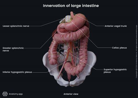 Colon Anatomy