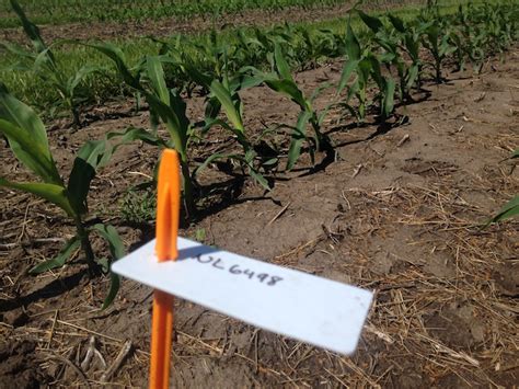 Corn Research Plot At The Farm Research Center Bigyield Corn Research Plot At The Farm Research Center Bigyield
