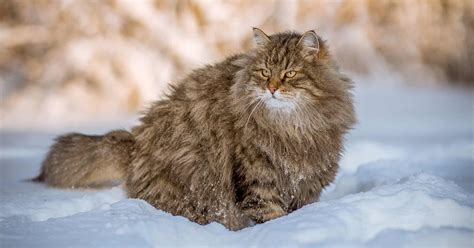 Siberian Cat Snow Siberian Cat Winter Coat 2025 Takeoffsk