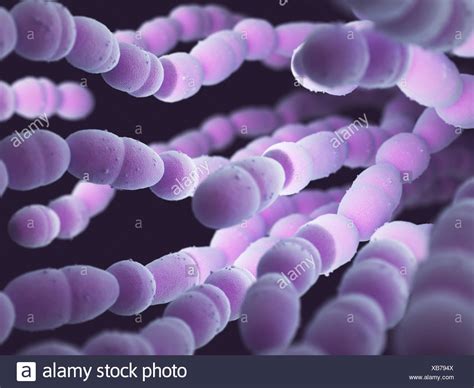 Streptococcus