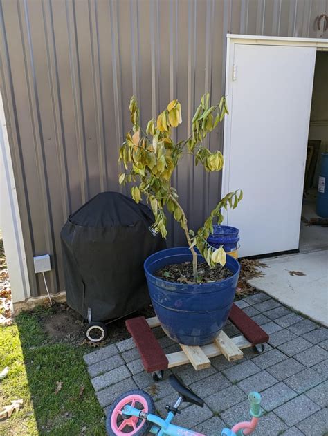 Pruning Meyer Lemon R Vegetablegardening