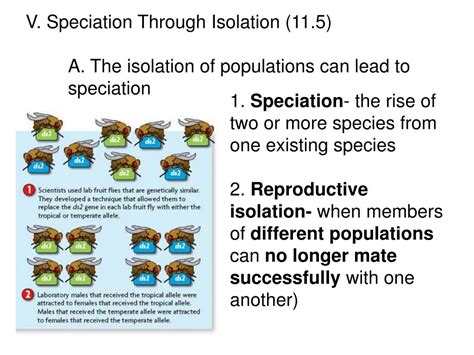 Ppt V Speciation Through Isolation 11 5 A The Isolation Of Populations Can Lead To