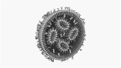 Lipid Nanoparticles D Model By Esfey