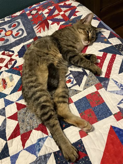 How Catsoftwitter Cute R Butterjack