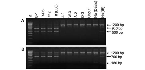 Polymerase Chain Reaction Restriction Fragment Length Polymorphism