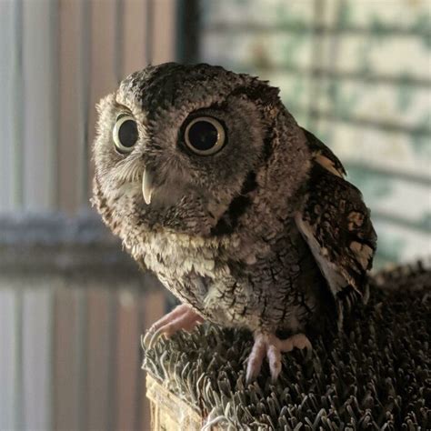 120 Cute Owl Pictures That Highlight The Beauty Of These Nocturnal