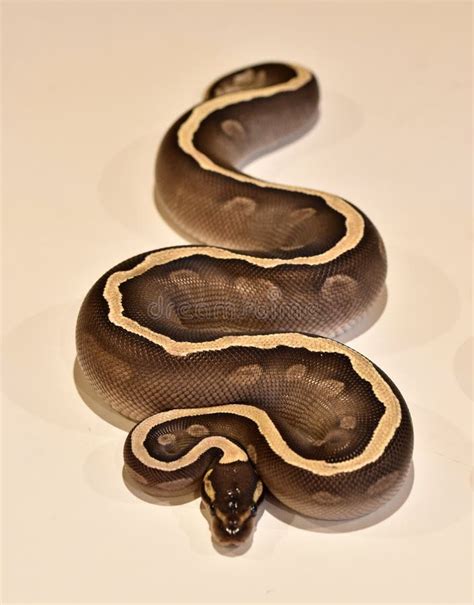 A Beautifu Python Regius Snake Stock Image Image Of Skin Fear 239449845