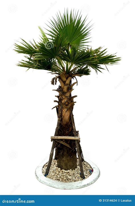 baby palm - pictures, photos