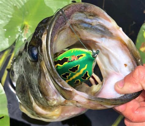 Spros King Daddy Frog Gets New Color Collegiate Bass Championship