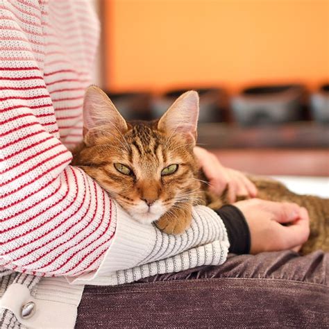 保護猫カフェ もりのねこさん門司港その他グルメ ホットペッパーグルメ