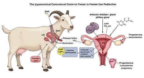 Illustration Of A Goat Highlighting Reproductive Anatomy And Endocrine System Left Stock