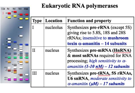 Eukaryotic Rna Polymerase Types