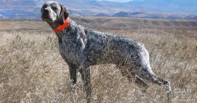 Герта пойнтер (Hertha Pointer) (Породы собак) французский пойнтер ...