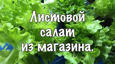 Листовой салат из магазина. - YouTube