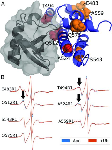 Sdsl Scan Of The Exou Bridging Domain A Cartoon Model Of The Exou Download Scientific
