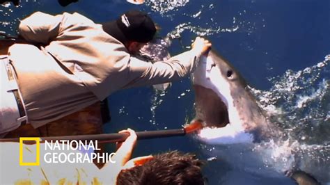 황소상어의 어마무시한 이빨 Youtube