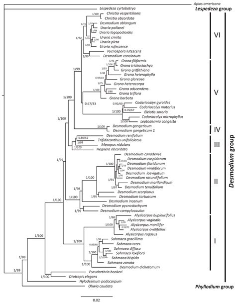 the 50 majority rule consensus tree bayesian analysis of desmodium