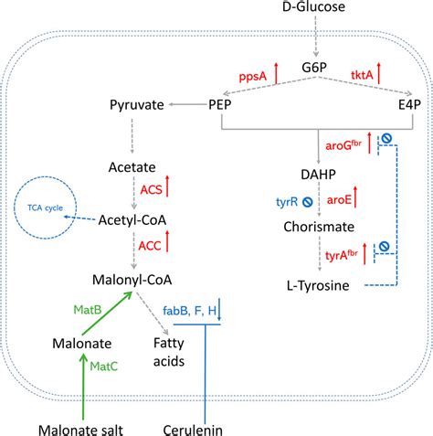 Frontiers Engineered Biosynthesis Of Plant Polyketides By Type Iii Polyketide Synthases In