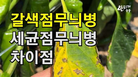 고추 갈색점무늬병 세균성점무늬병 구별법 Youtube