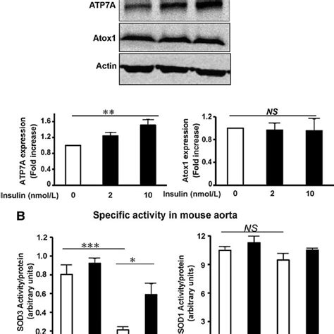 Vascular Function And O 2 C2 Level In Diabetic Atp7a Mut And Sod3 2 2