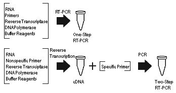 Difference Between PCR And RT PCR Definition Process Application