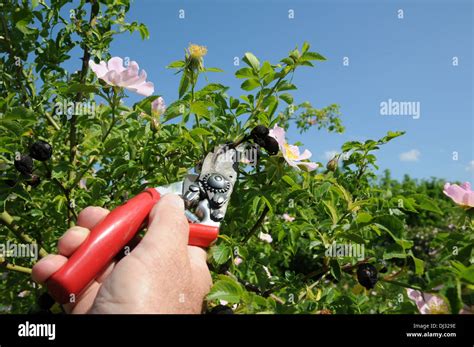Shrub Roses Pruning Hi Res Stock Photography And Images Alamy