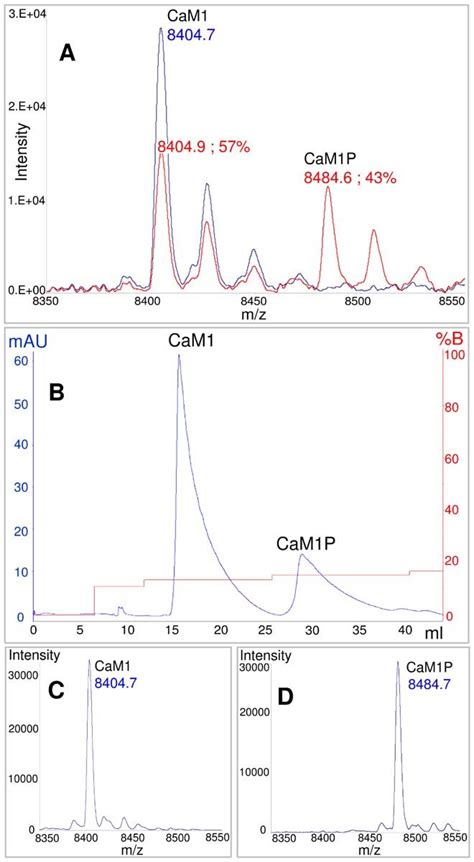 Esi Ms Analysis And Separation Of Cam1 And Cam1p Peptides A Esi Ms