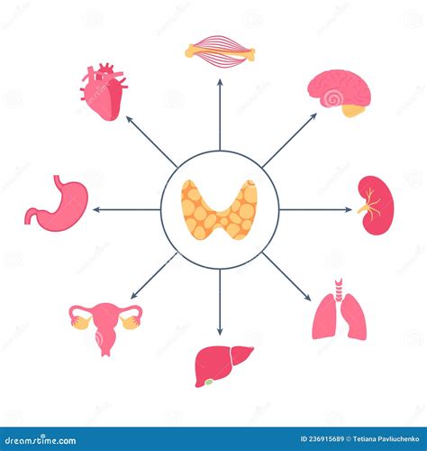 Thyroid Hormones Diagram Cartoon Vector 236915689