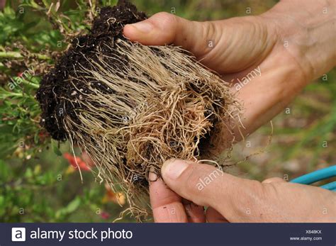 Root Cutting Propagation Stock Photos Root Cutting Propagation Stock Images Alamy