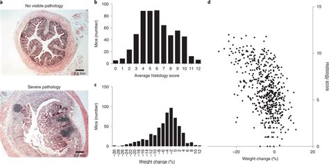 Disease Severity Is Highly Variable In The Dss Mouse Model A Download Scientific Diagram