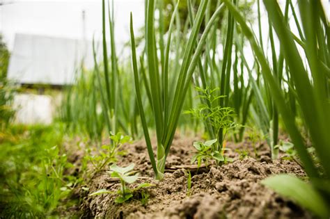 토양에 심은 양파 작물은 태양 아래에서 익습니다 경작지는 콩나물로 닫힙니다 침대 줄에서 자라는 농업 식물 녹색 자연 식품 작물