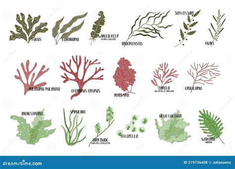 Big Set Of Edible Seaweeds Brown Red And Green Algae Stock