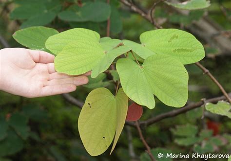 Trees of Tropical Asia - Bauhinia pottsii