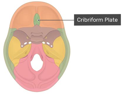 Ethmoid Bone Cribriform Plate The Ethmoid Bone Working With The