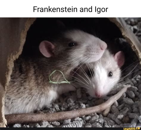Igor Memes Best Collection Of Funny Igor Pictures On Ifunny