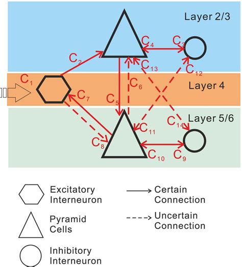 Neural Mass Model For A Cortical Source With Excitatory Interneurons Download Scientific