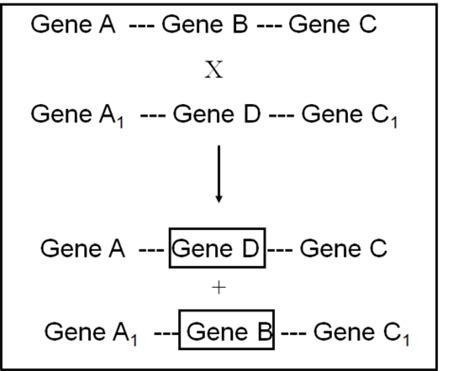 Dna Recombination Flashcards Quizlet