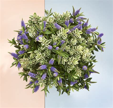 Hebe Addenda® Addenda