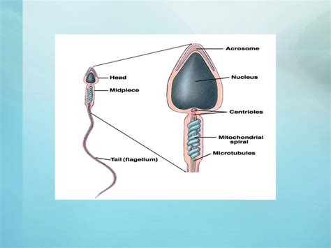 Pregnancy Menstruation Ppt Download