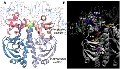 Holo Crp Crystal Structure And Functional Sites A The Crp Structure Download Scientific