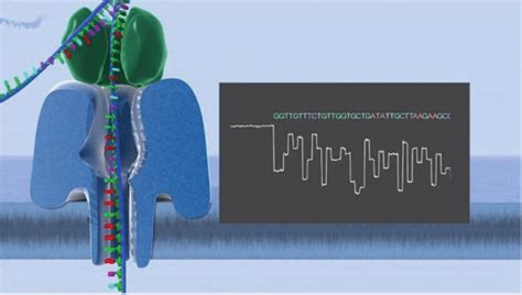 14 Nanopore Sequencing Technique Media Download
