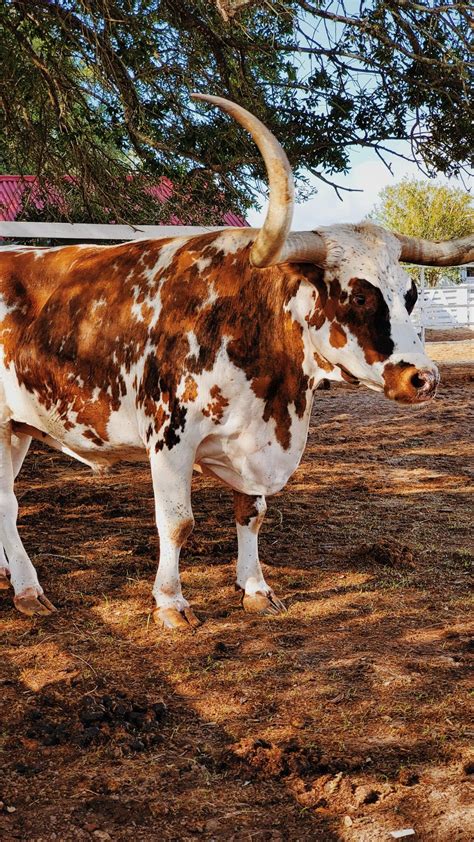 Longhorn Texas Cattle Rodeo George Ranch Texas Longhorn Summer Artofit