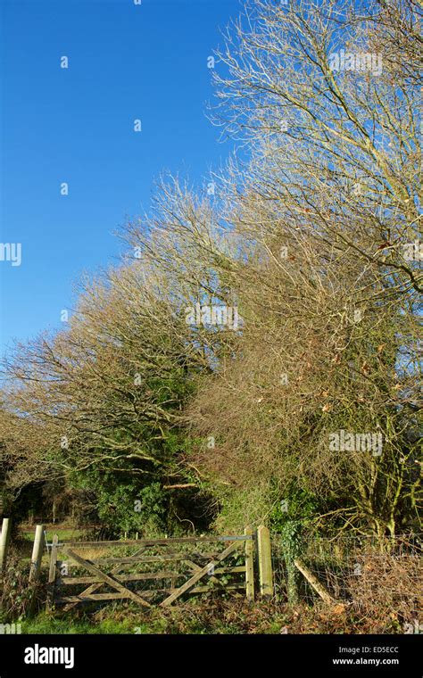 Landscape Overgrown Gate At The Entrance To A Forest Bare Trees Alongside A Country Track