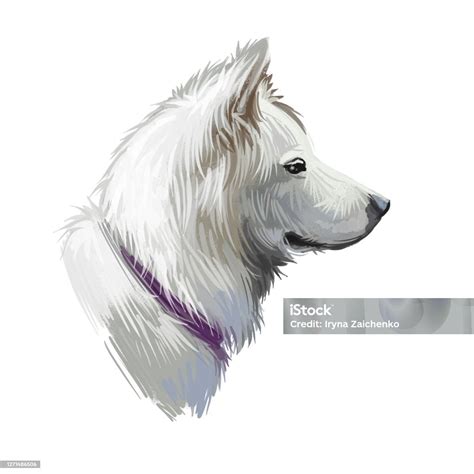 흰으로 고립된 풍산개 초상화 웹 티셔츠 프린트 강아지 커버 디자인을 위해 손으로 그린 강아지의 디지털 아트 일러스트 풍산품종은 한국에서 온 사냥개 풍산 풍상가에 산어 있다