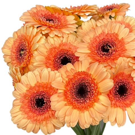 Gerbera Mini Oreo Water