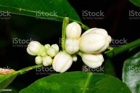 클리핑을 포함하여 짙은 검은 배경에 고립 된 잎이있는 레몬 꽃 라임에 대한 스톡 사진 및 기타 이미지 라임 꽃봉오리 잎